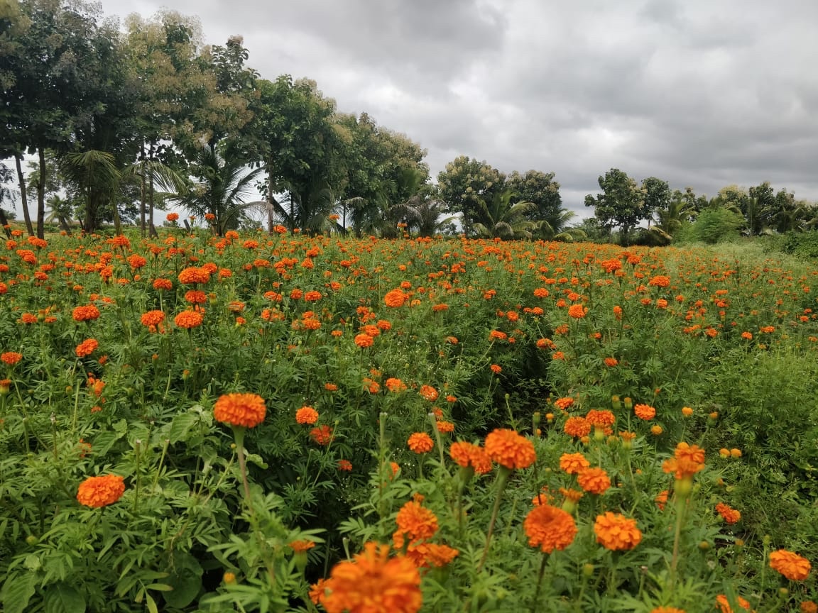 DAILY PHOTO: Marigold Field | Tiger Riding for Beginners