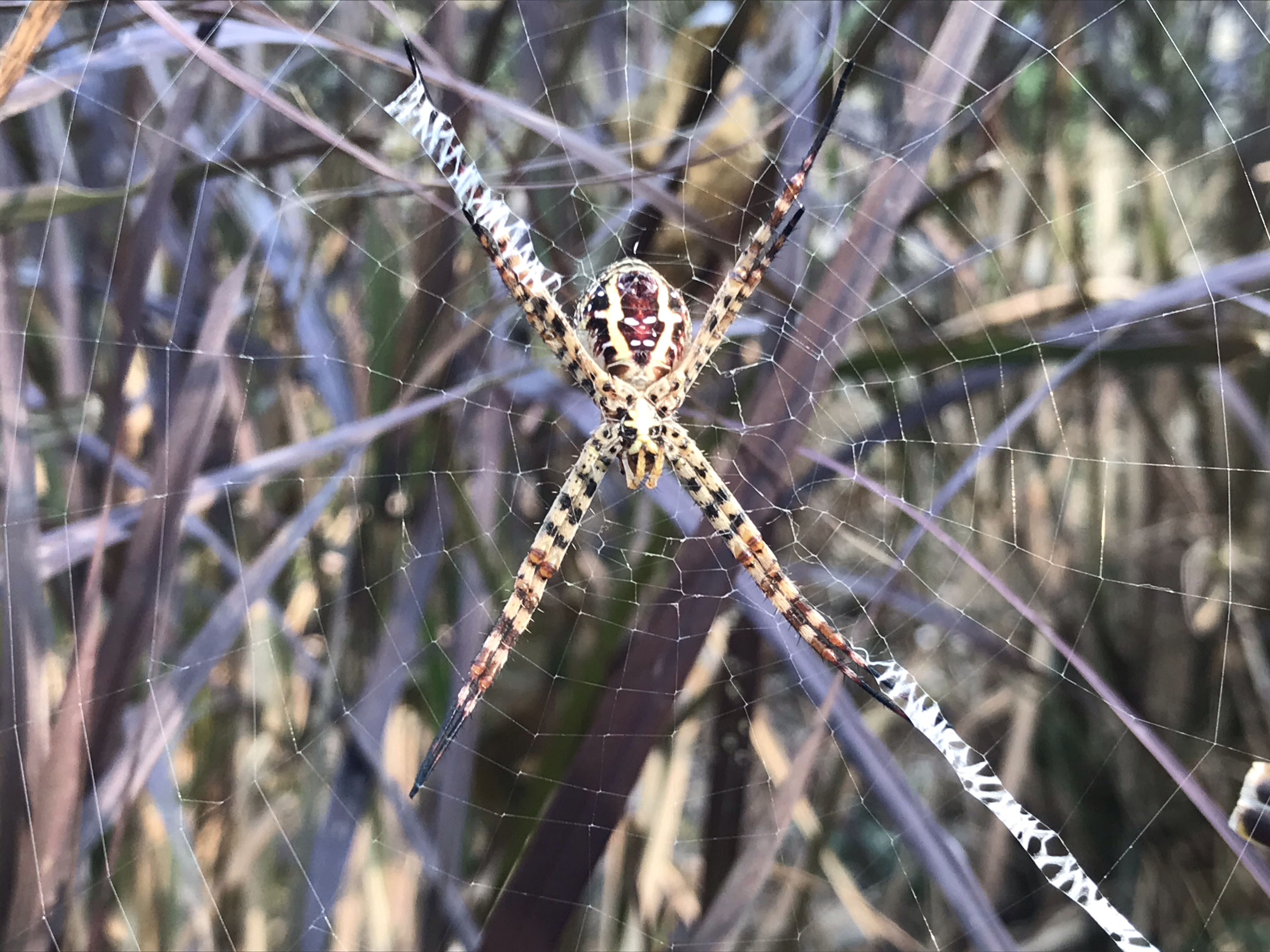 Spider Haiku | Tiger Riding for Beginners