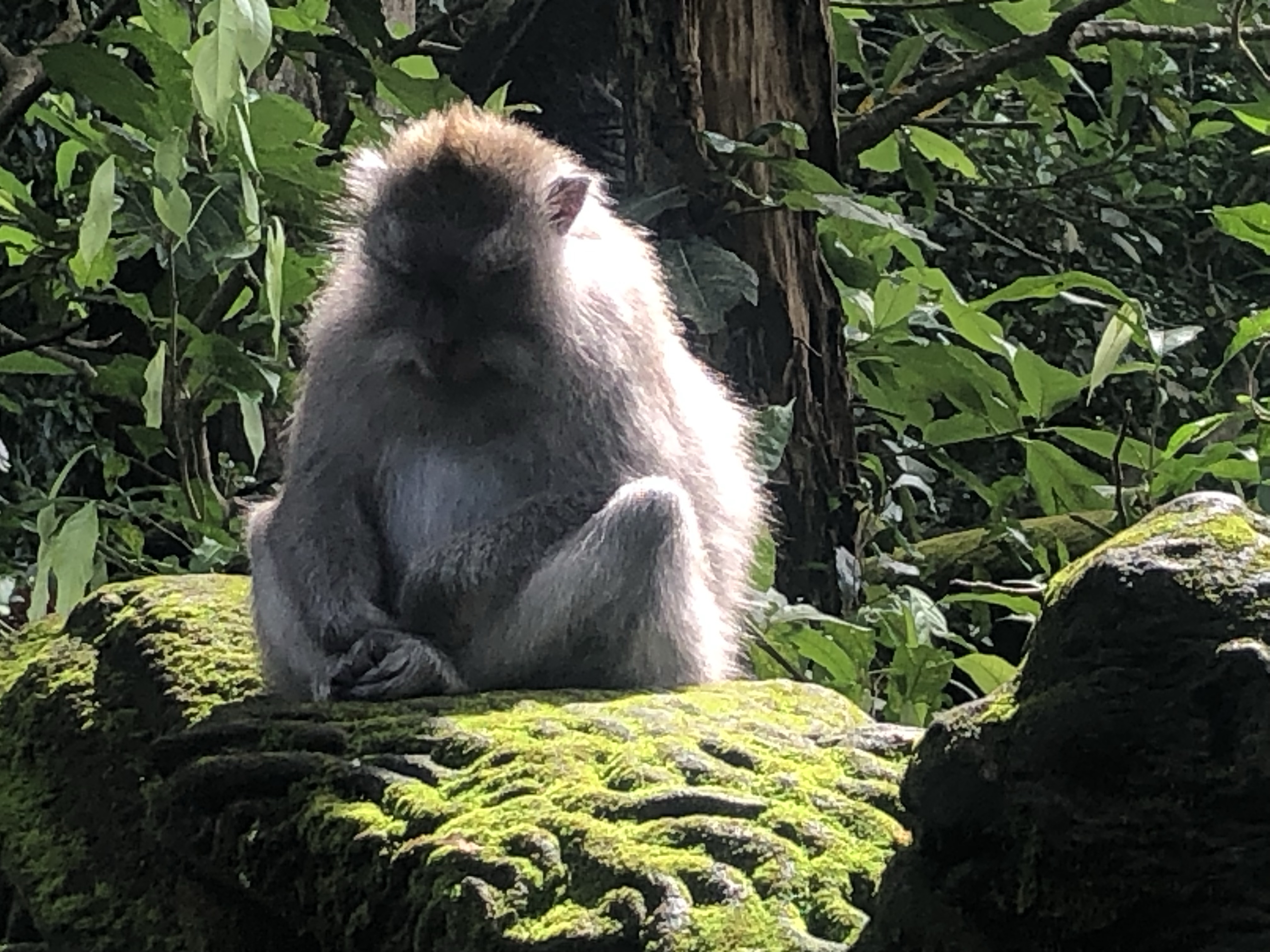 Monkey Sage [Haiku] | Tiger Riding for Beginners