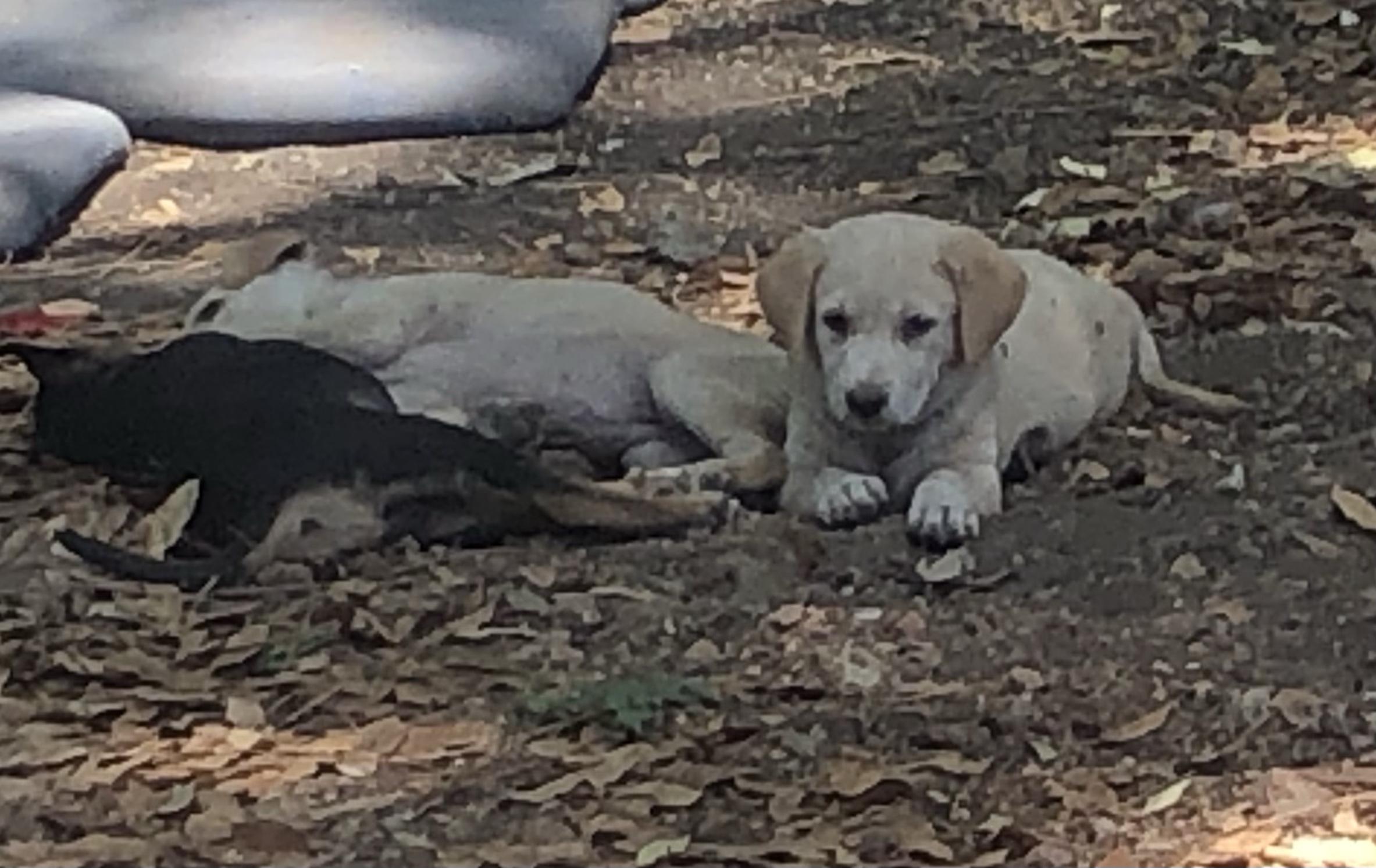 Go-Getter [Senryū] | Tiger Riding for Beginners