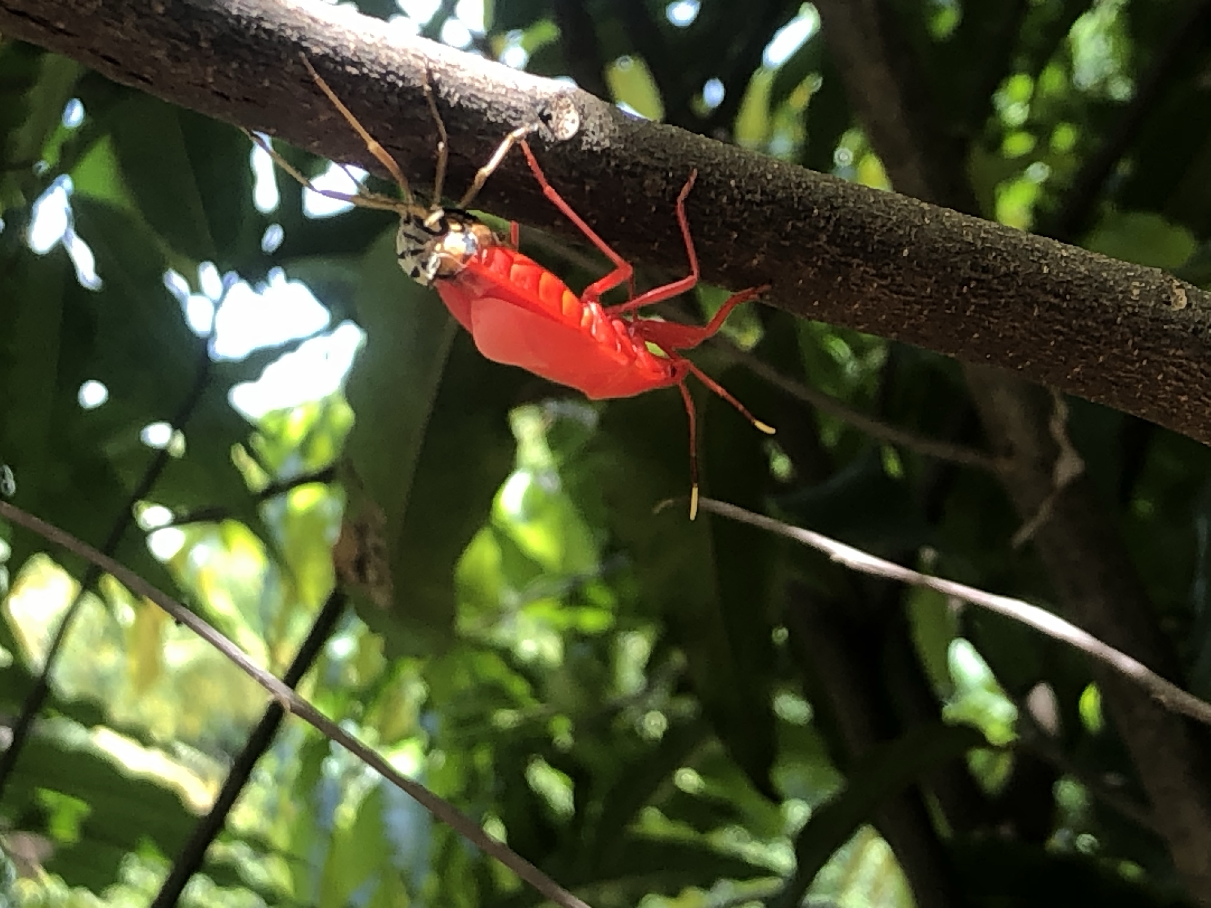 Big Red Bug [Haiku] | Tiger Riding for Beginners