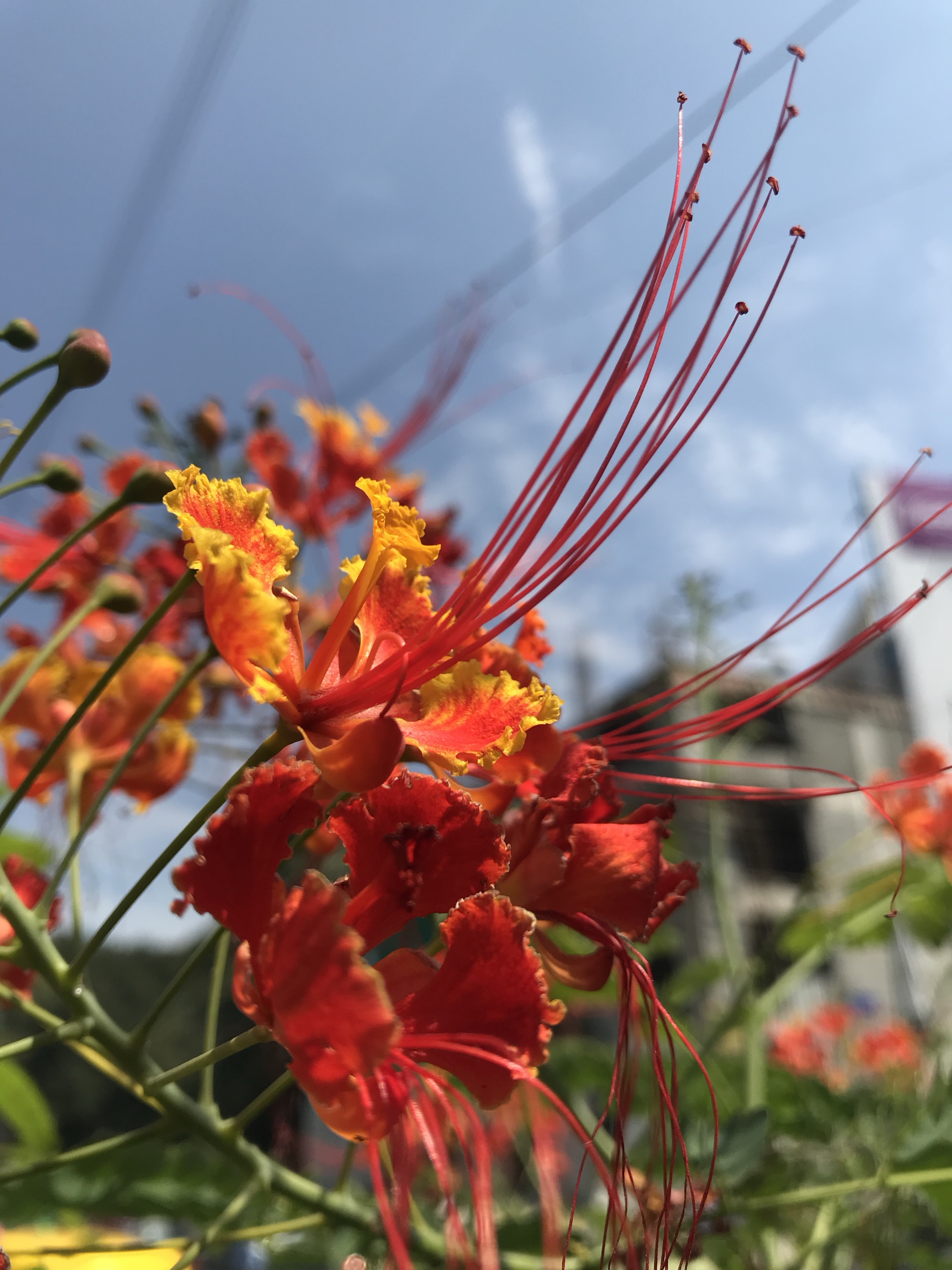 Flower Eye [Haiku] | Tiger Riding for Beginners