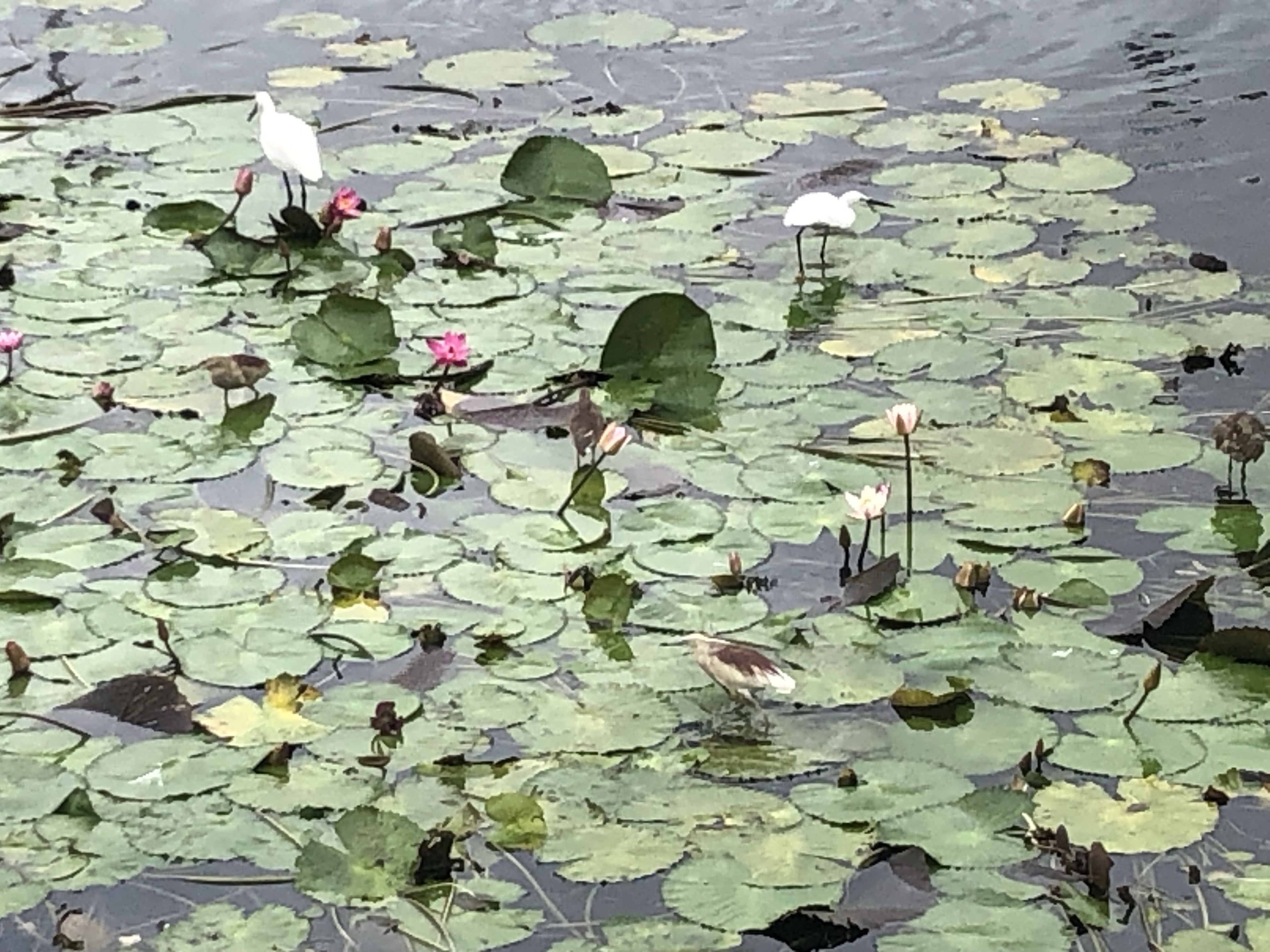 Water Walking [Haiku] | Tiger Riding for Beginners