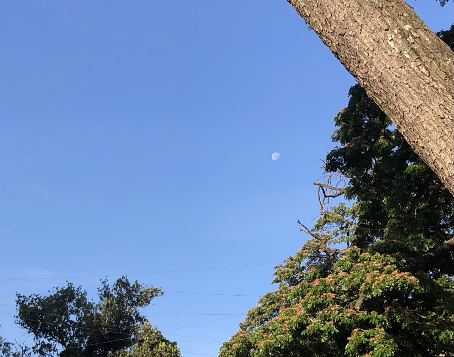 Faint Day Moon [Haiku] | Tiger Riding for Beginners