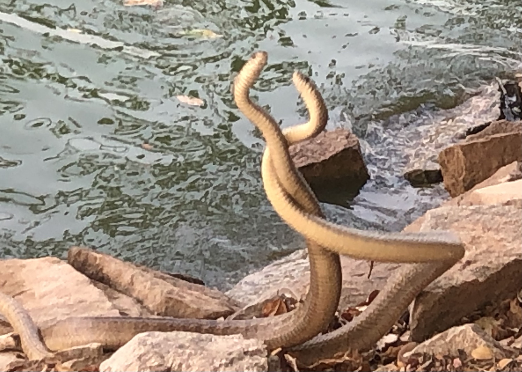Roughhousing Snakes [Haiku] | Tiger Riding for Beginners