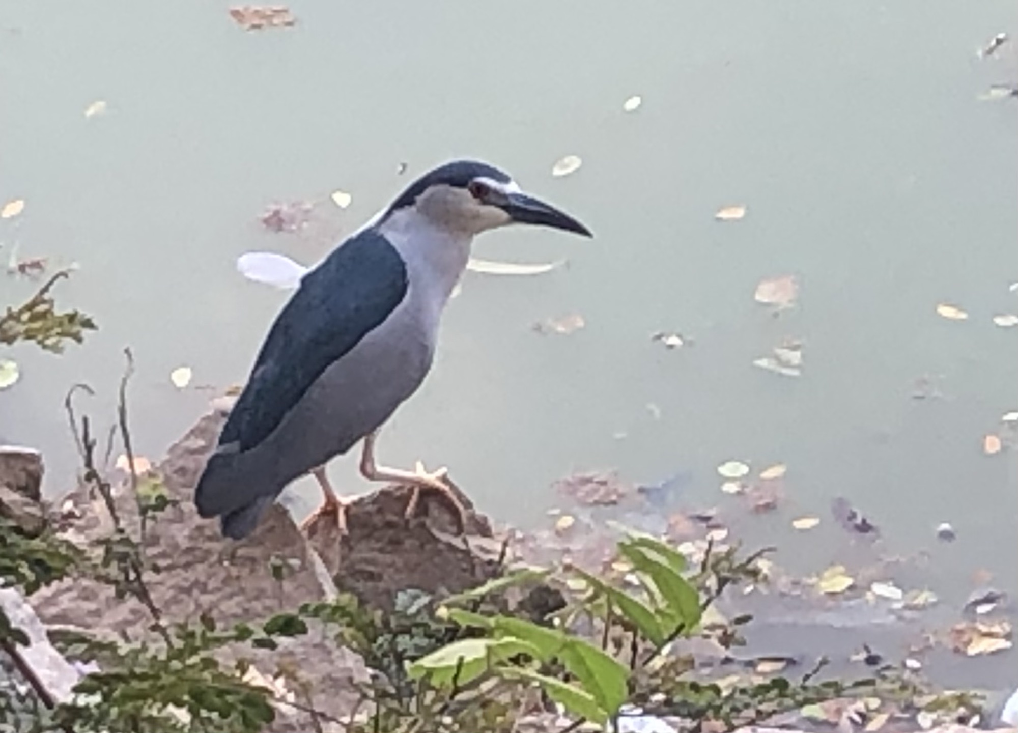 The Brave One [Haiku] | Tiger Riding for Beginners