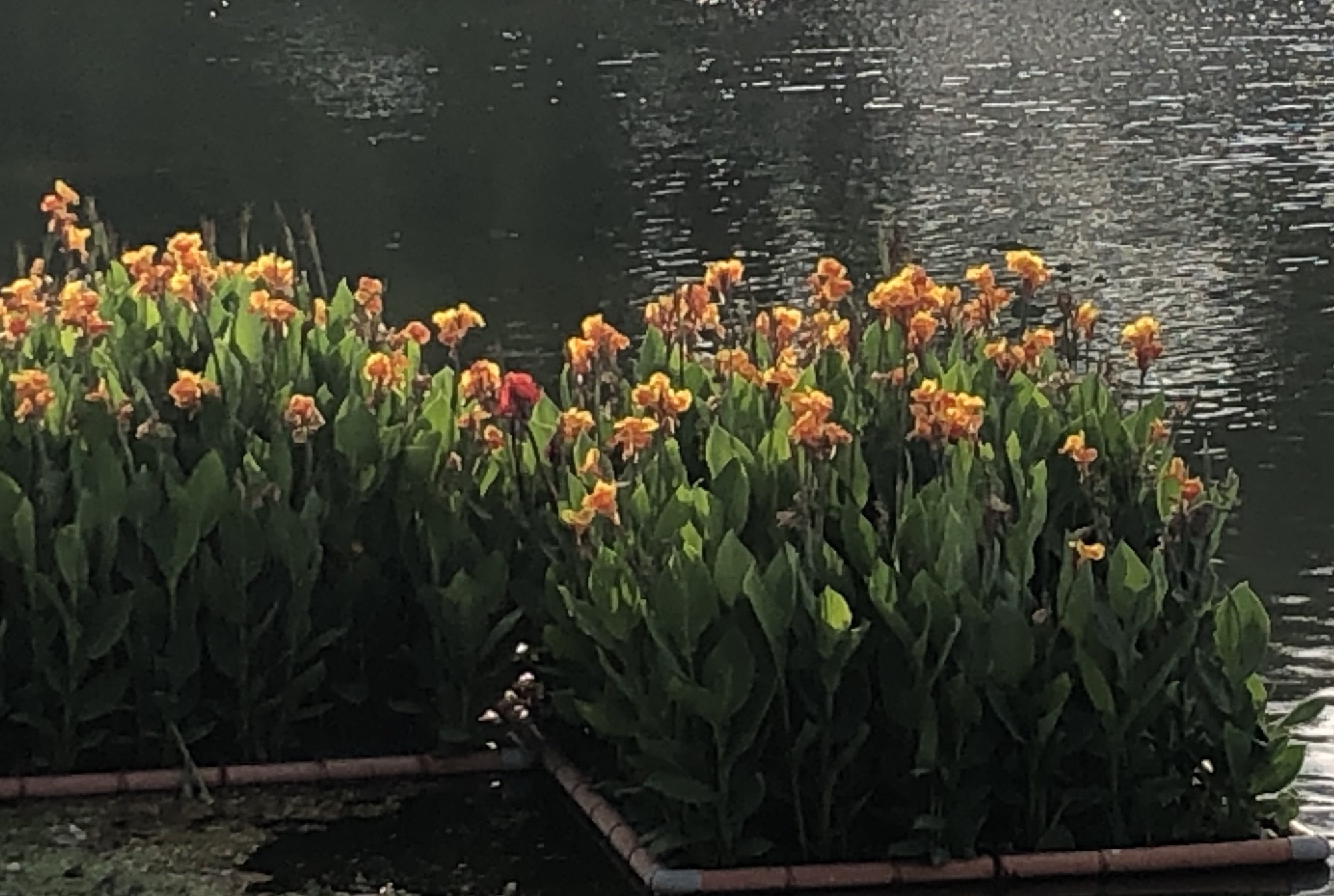 Rise & Shine [Haiku] | Tiger Riding for Beginners