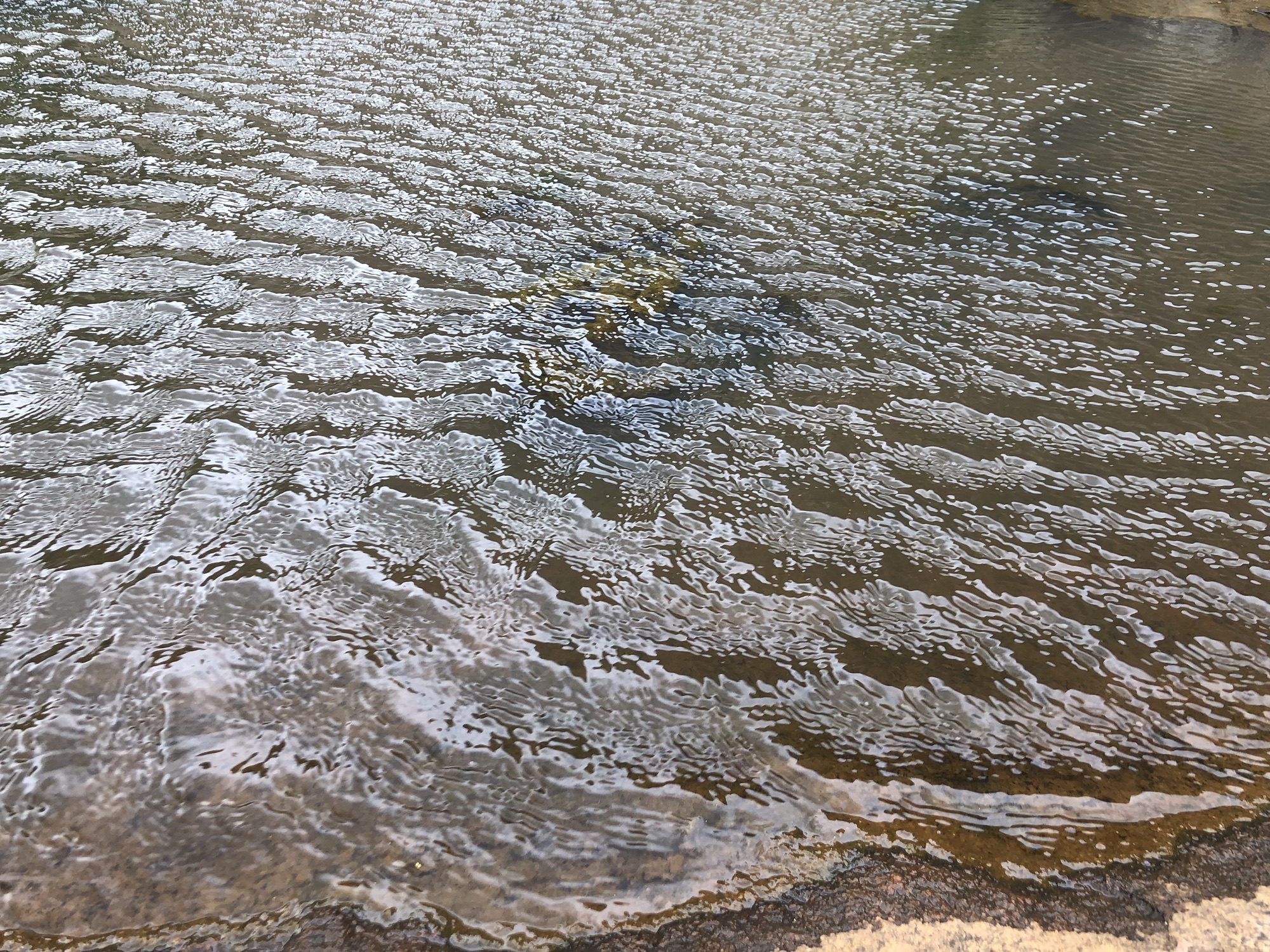 Wave Chaos [Haiku] | Tiger Riding for Beginners