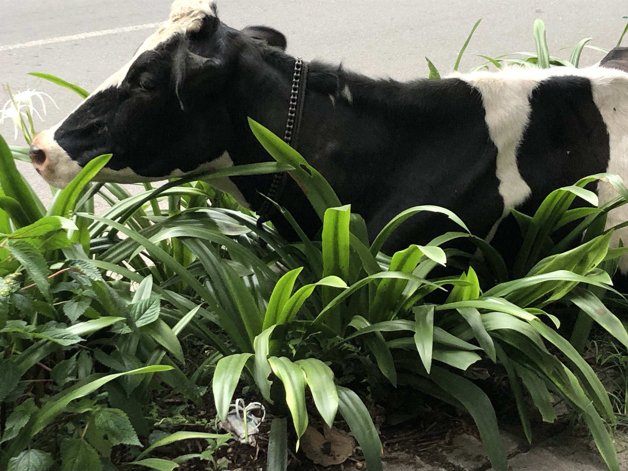 Cow Camo [Senryū] | Tiger Riding for Beginners