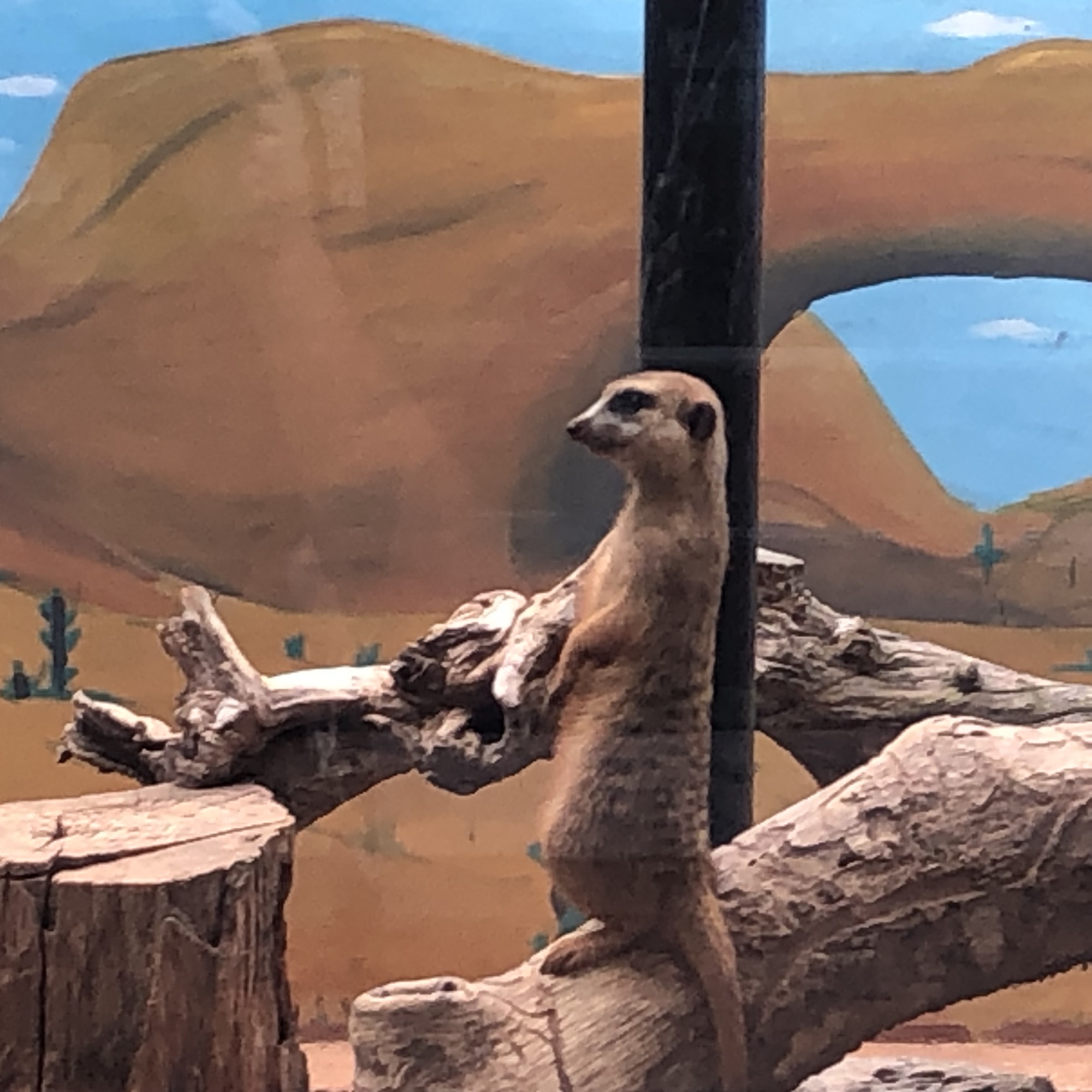 Meerkat [Lyric Poem] | Tiger Riding for Beginners