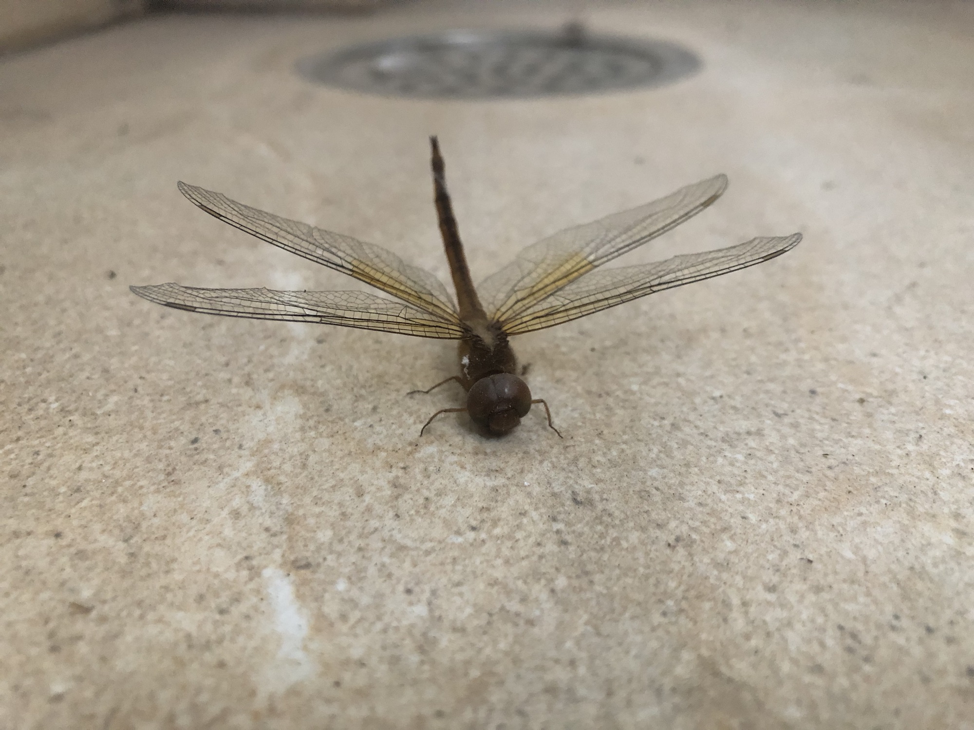 Schrödinger’s Dragonfly [Haiku] | Tiger Riding for Beginners