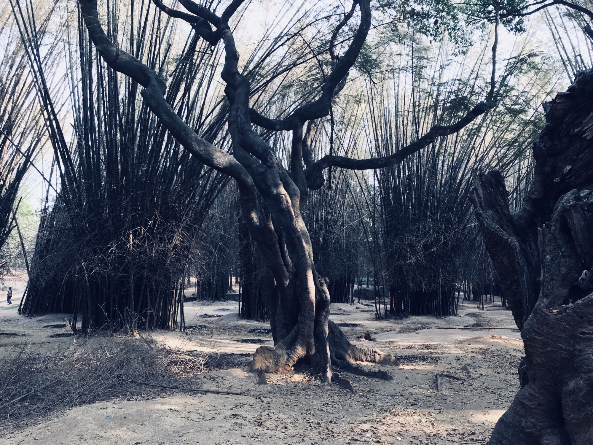 DAILY PHOTO: Bamboo & Gnarled Tree | Tiger Riding for Beginners