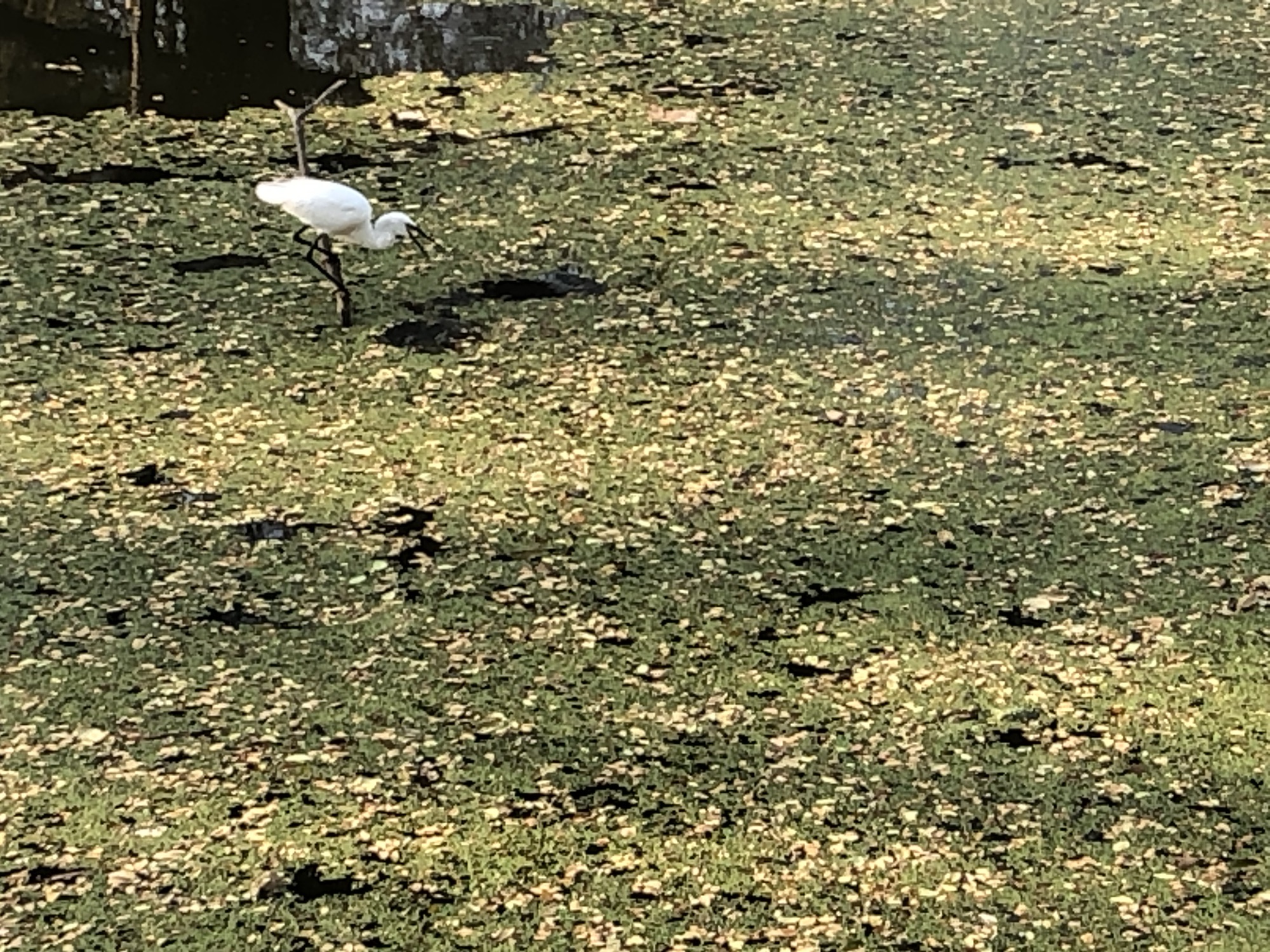 Patience [Haiku] | Tiger Riding for Beginners