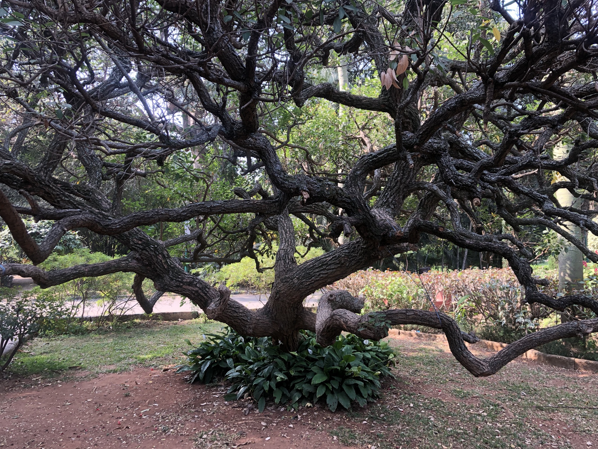 Crazy Tree [Senryū] | Tiger Riding for Beginners