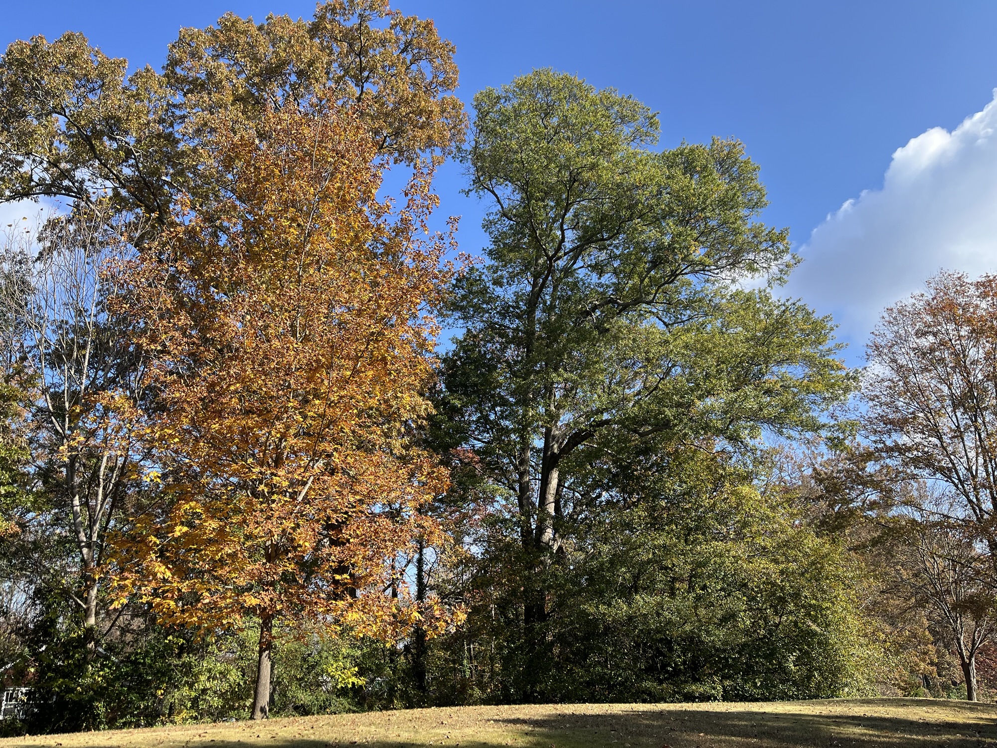 DAILY PHOTO: Scenes from Freedom Park, Atlanta | Tiger Riding for Beginners