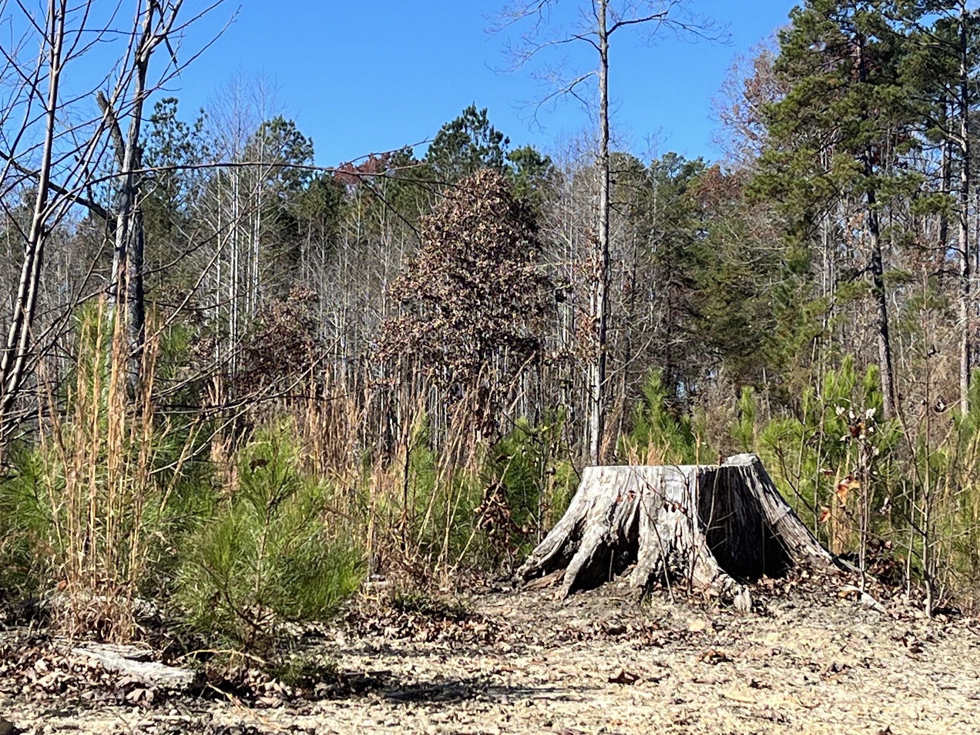 DAILY PHOTO: Scenes from Butch Kennedy Trail | Tiger Riding for Beginners