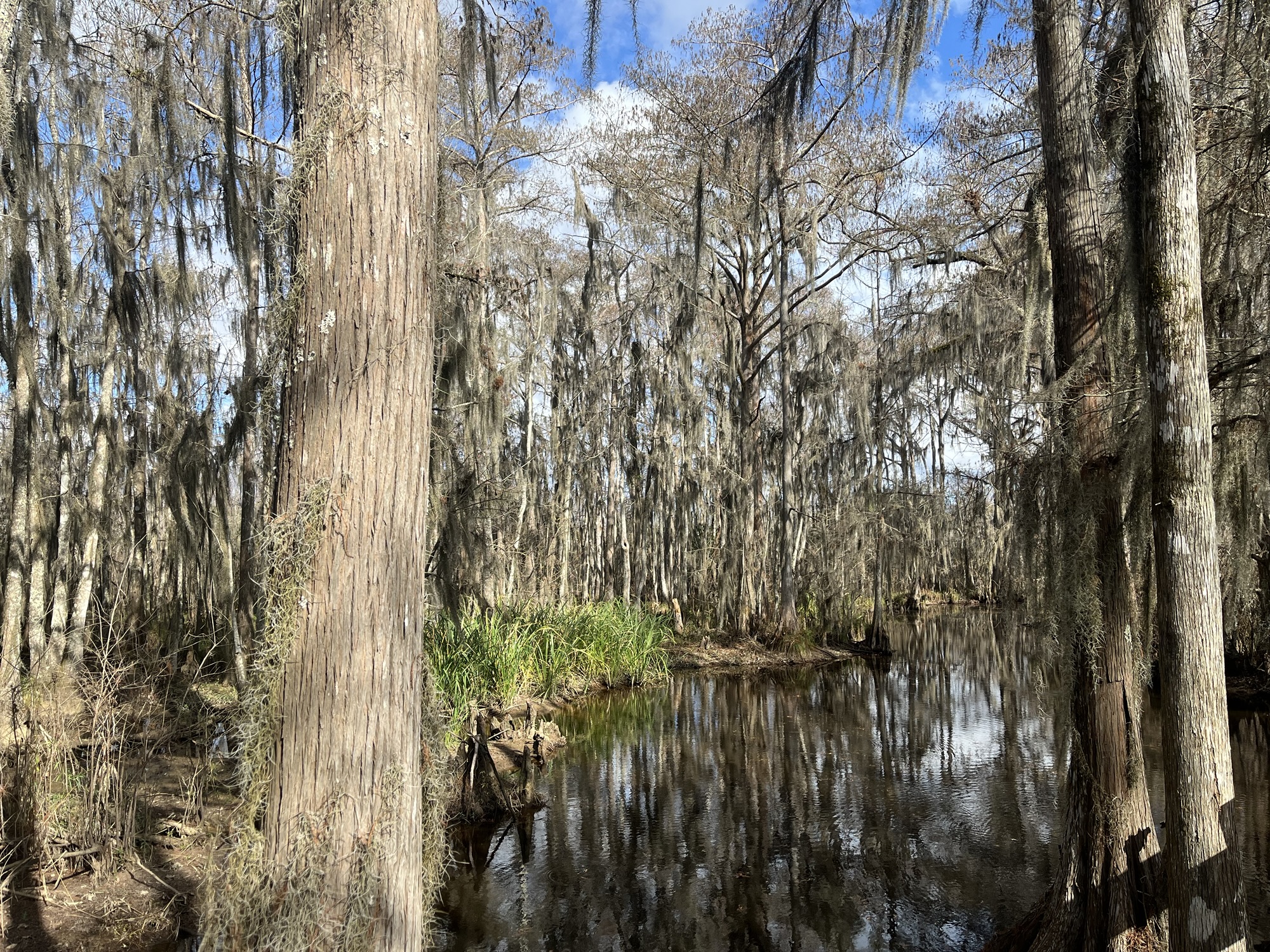 DAILY PHOTO: Winter on the Bayou | Tiger Riding for Beginners