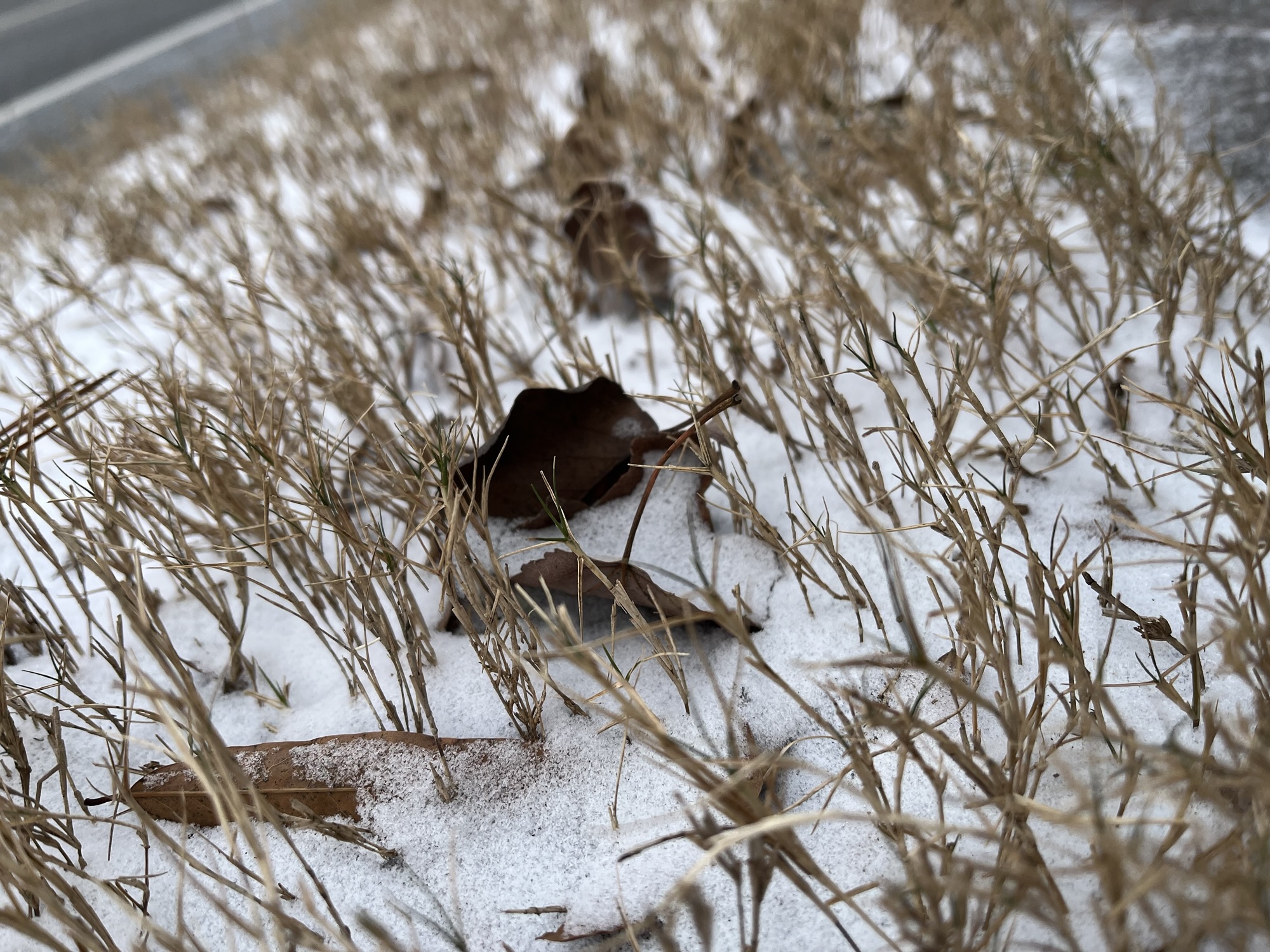Flurry [Haiku] | Tiger Riding for Beginners